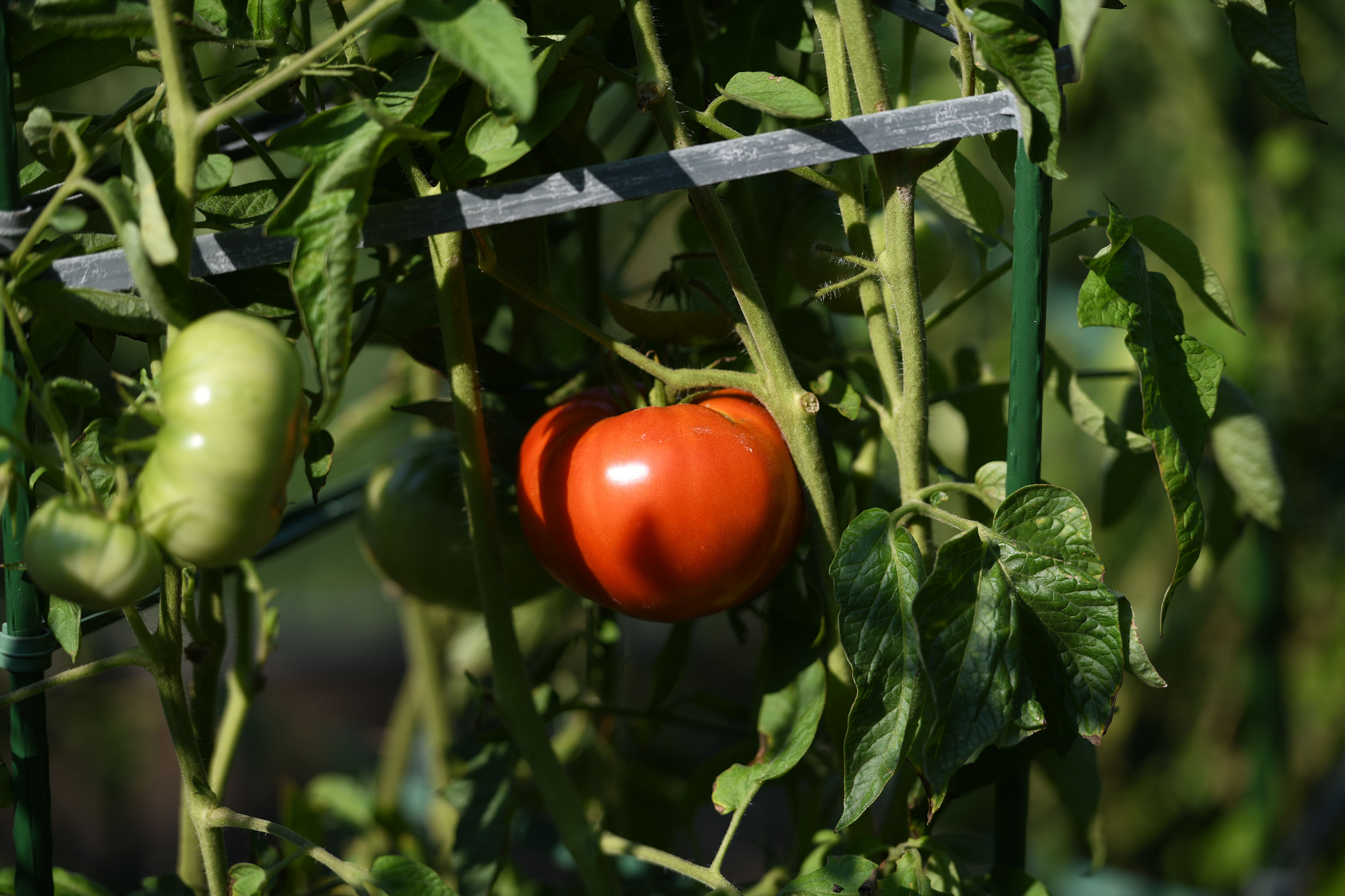 tomato_on_vine | EATSTogether.com